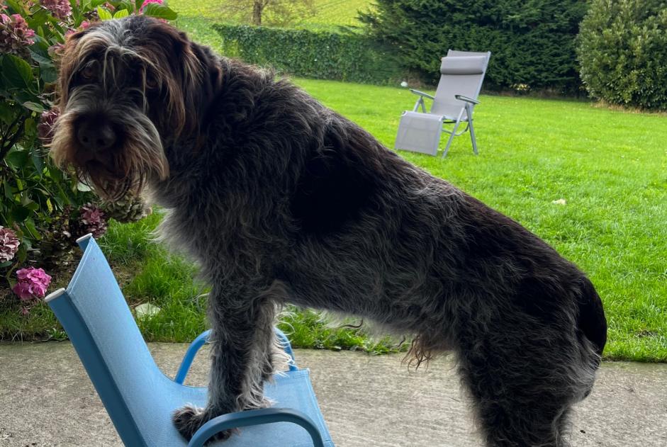 Solution de recherche de chiens perdus et chiens trouvés